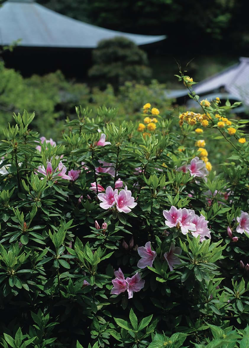 Rural Kamakura - J SELECT | JAPAN SELECT