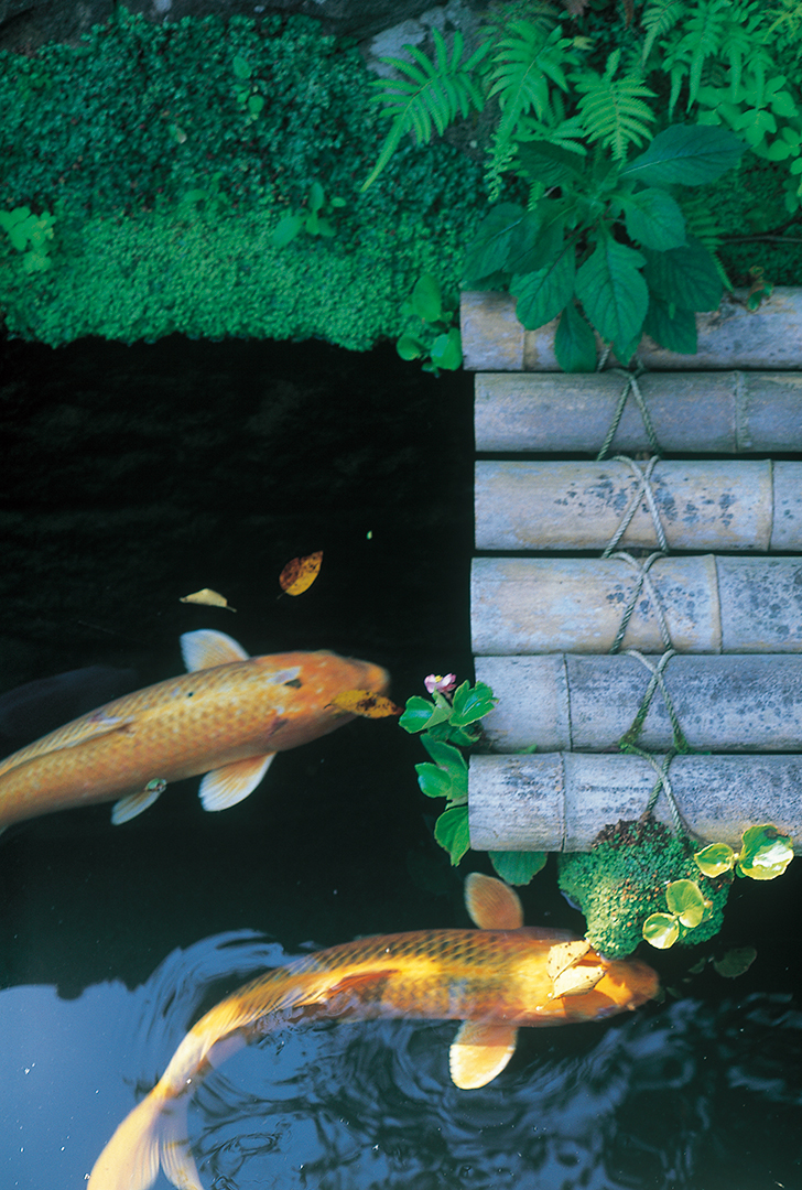 DOWN THE NICHINAN - J SELECT | JAPAN SELECT